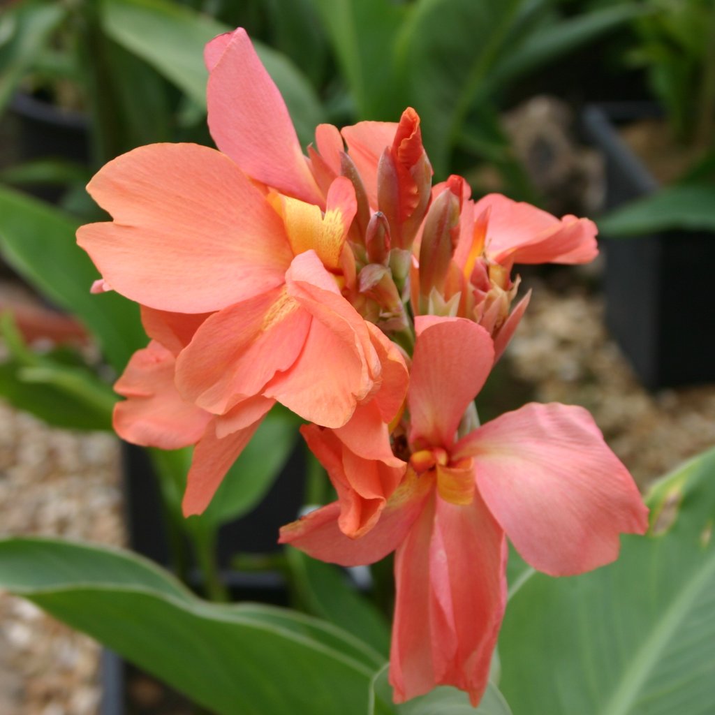 Canna Sale Catalogue