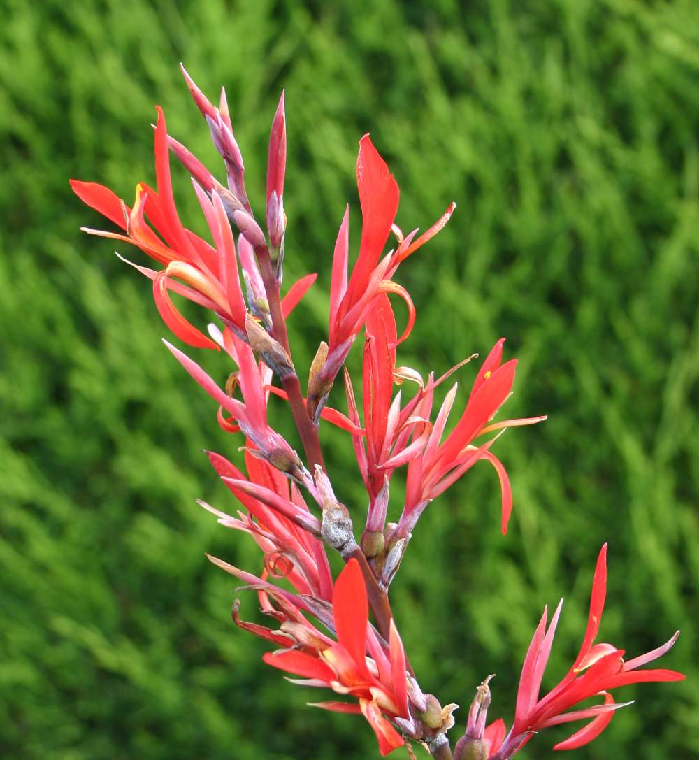 Canna Sale Catalogue